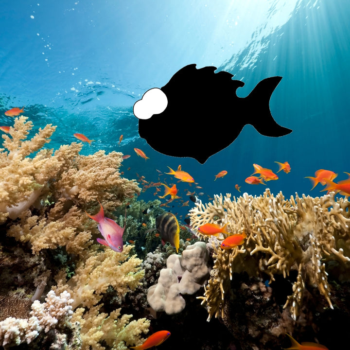 COE 96 Precut Fused Glass Shapes – Fuse Muse Fused Glass