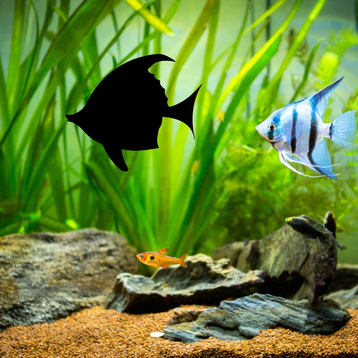 COE 90 Precut Fused Glass Shapes – Fuse Muse Fused Glass